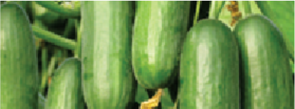 Kafka - Variety Cucumber | Syngenta