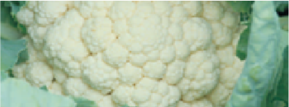 Kimaya - Variety Cauliflower | Syngenta