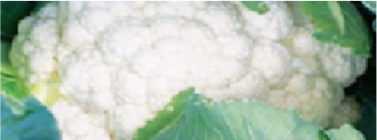 Lucky - Variety Cauliflower | Syngenta