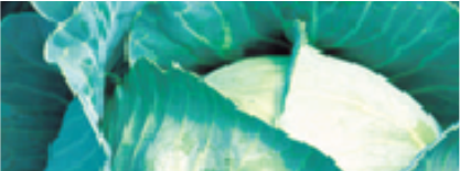 Quisto - Variety Cabbage | Syngenta