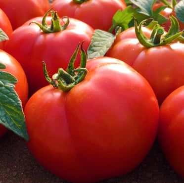 Neil - Variety Tomato | Syngenta