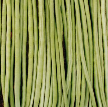 YB 7 - Variety Beans | Syngenta