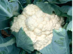 Lucky - Variety Cauliflower | Syngenta