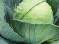 Quisto - Variety Cabbage | Syngenta