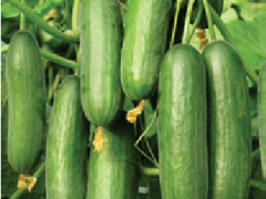 Pruva - Variety Cucumber | Syngenta