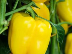 Indra - Variety Capsicum | Syngenta