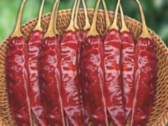 Red Patti - Variety Hot Pepper | Syngenta