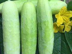 Pruva - Variety Cucumber | Syngenta