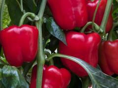 Indra - Variety Capsicum | Syngenta