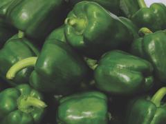 Indra - Variety Capsicum | Syngenta