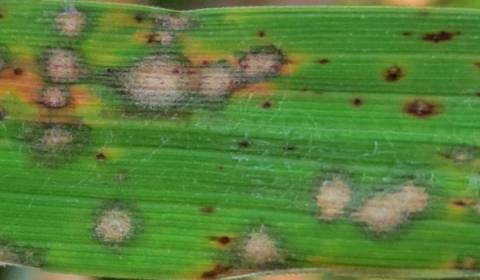 Control rice diseases and plant hopper to increase rice quality. | Syngenta