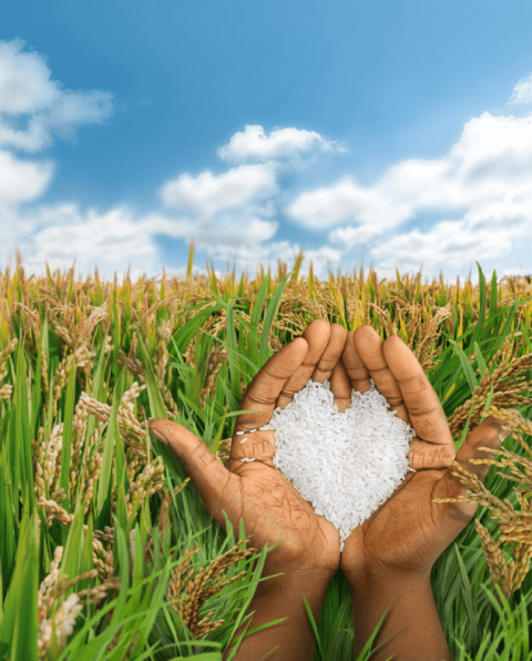 Protect your rice against weeds, diseases and insects. | Syngenta
