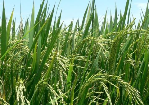 Don't let the brown planthopper affect your yield | Syngenta