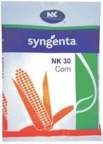 Corn | Syngenta