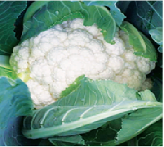 Lucky - Variety Cauliflower | Syngenta
