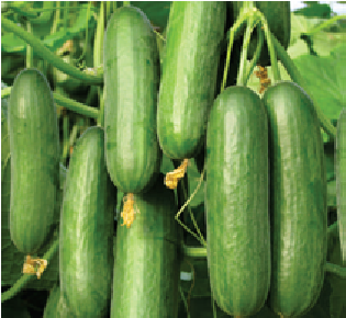 Kafka - Variety Cucumber | Syngenta