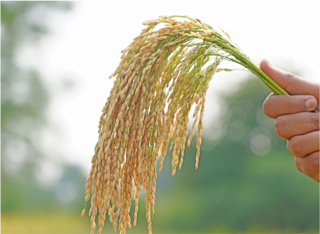 S 4001 - Variety Rice | Syngenta
