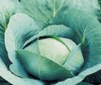 Cabbage | Syngenta