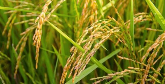 Ampligo | Syngenta