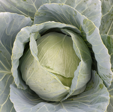 Cabbage Varieties | Syngenta