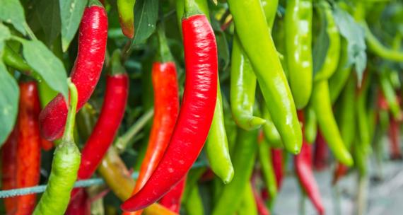 Hot Pepper Varieties | Syngenta
