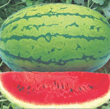 Watermelon Varieties | Syngenta