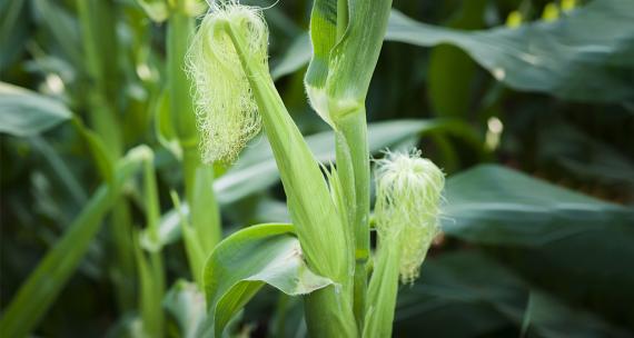 Baby corn Varieties | Syngenta