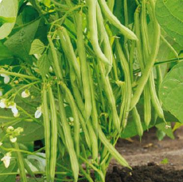 Beans Varieties | Syngenta