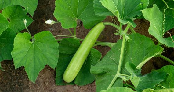Bottlegourd Varieties | Syngenta