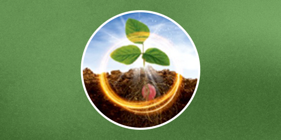 Cruiser | Syngenta