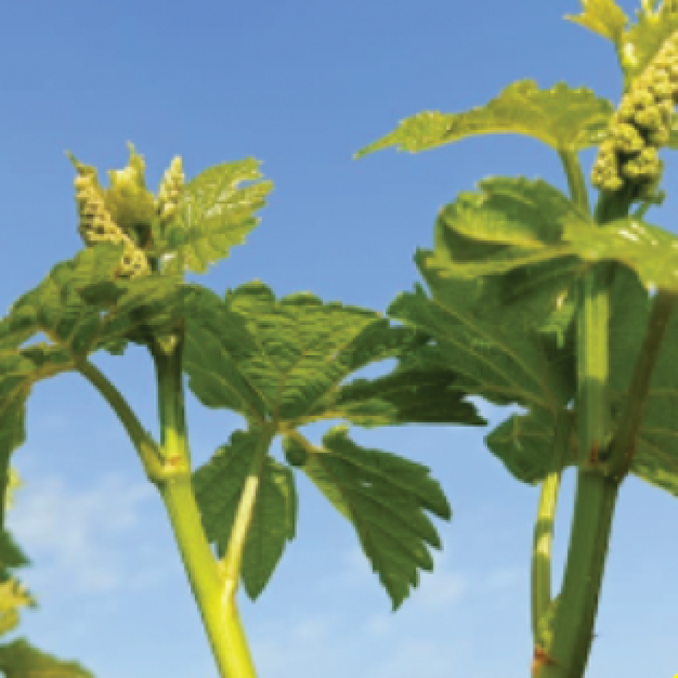 Orondis® Ultra | Syngenta