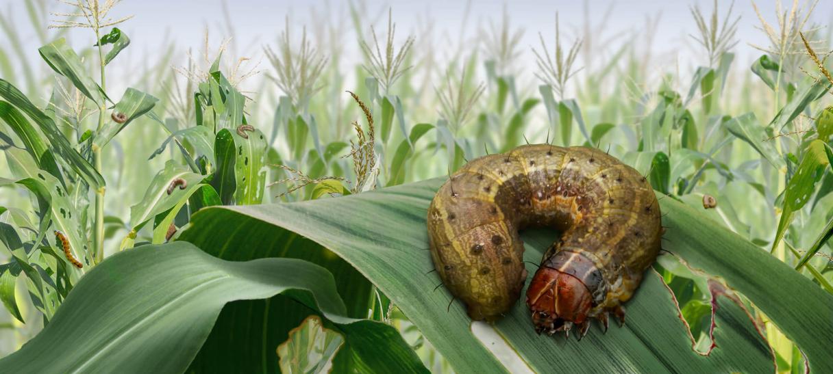 Fall Armyworm in India - Impact on Corn and Pest Management | Syngenta